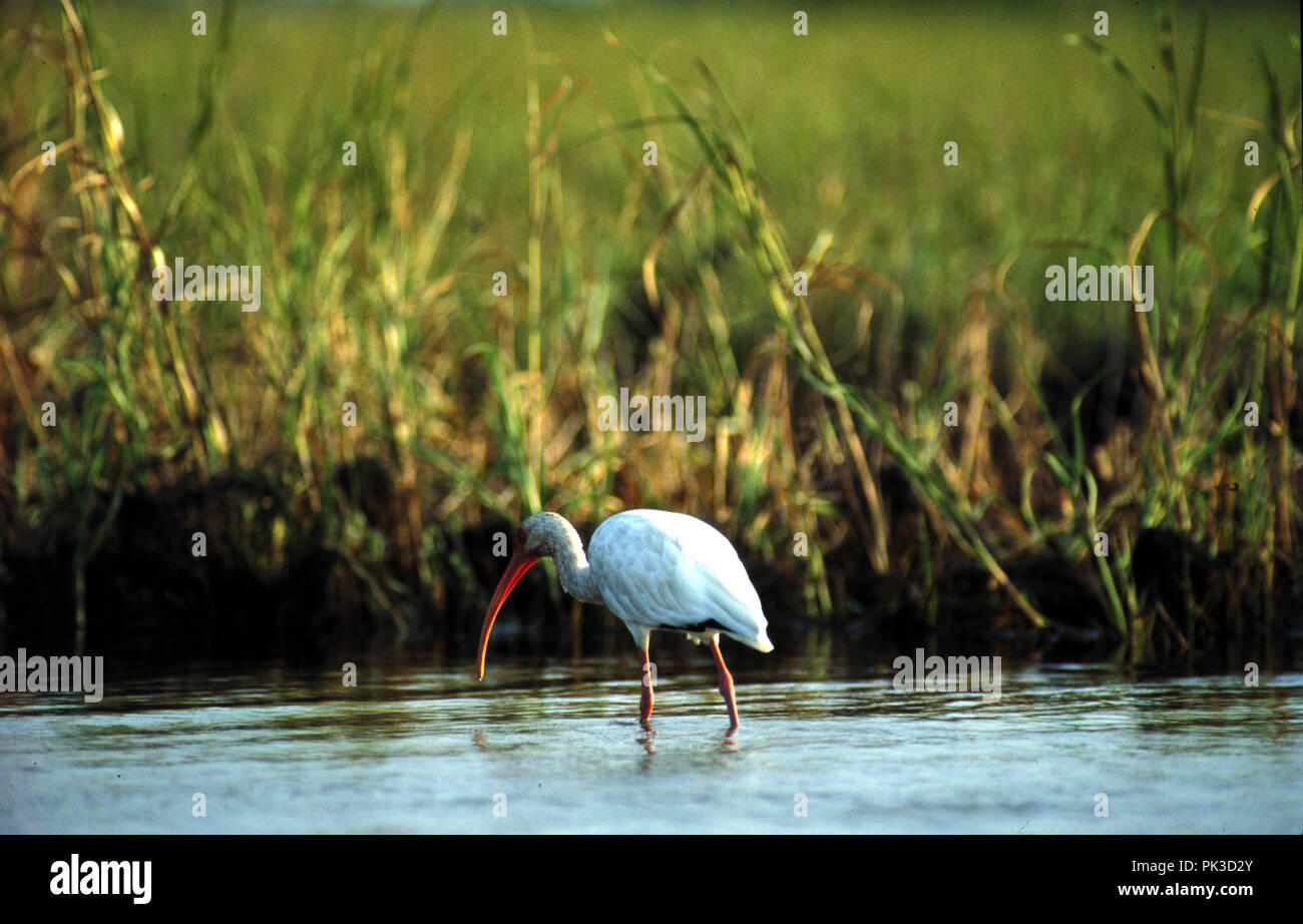 White ibis eating insects hi-res stock photography and images - Alamy