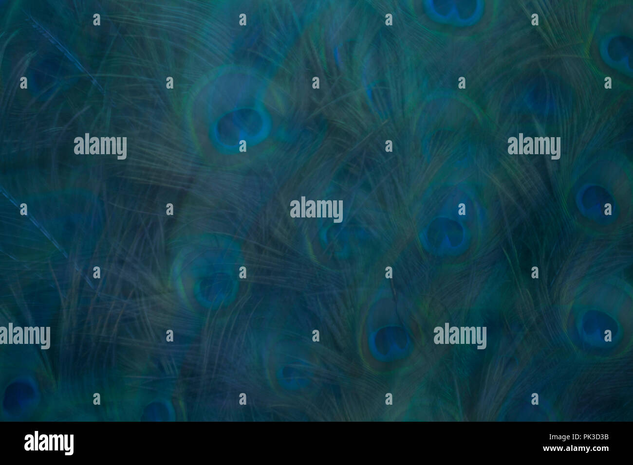 Golden peacock feather hi-res stock photography and images - Alamy