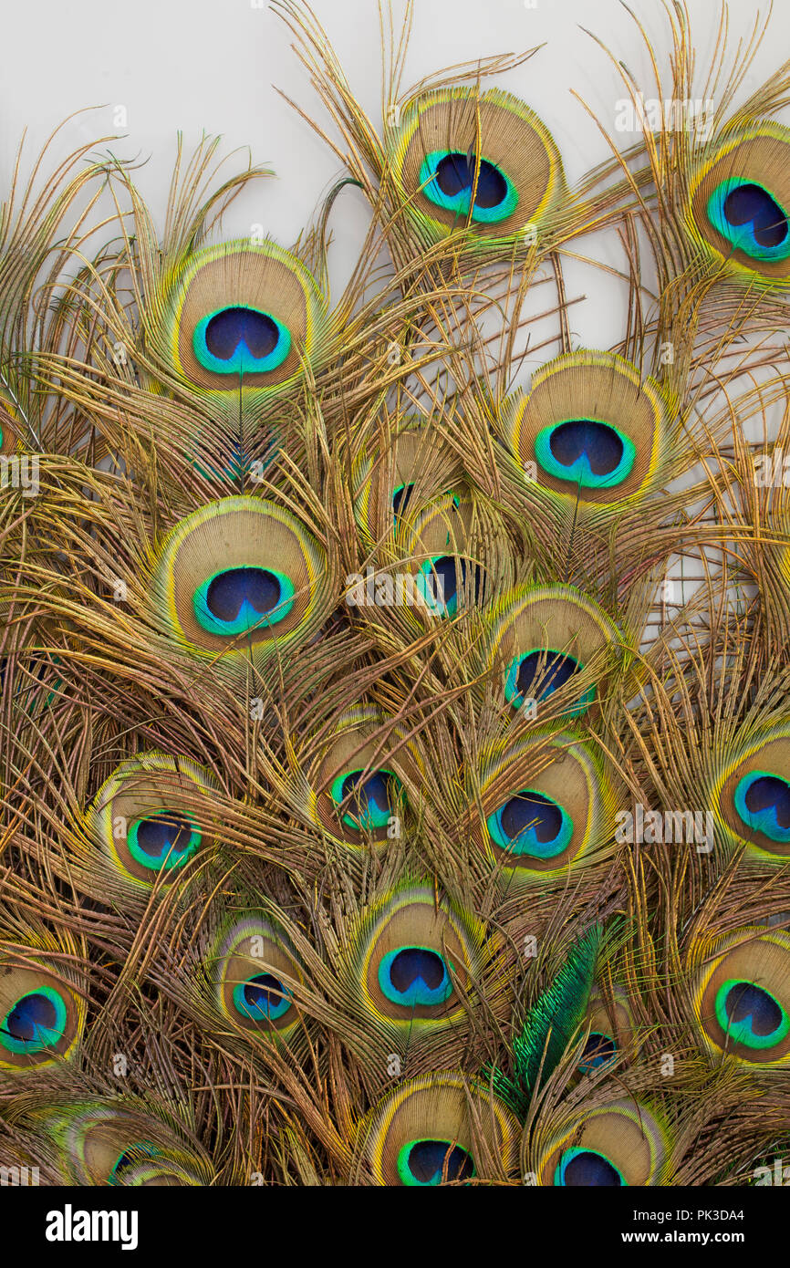 Fluffy feather fan hi-res stock photography and images - Alamy