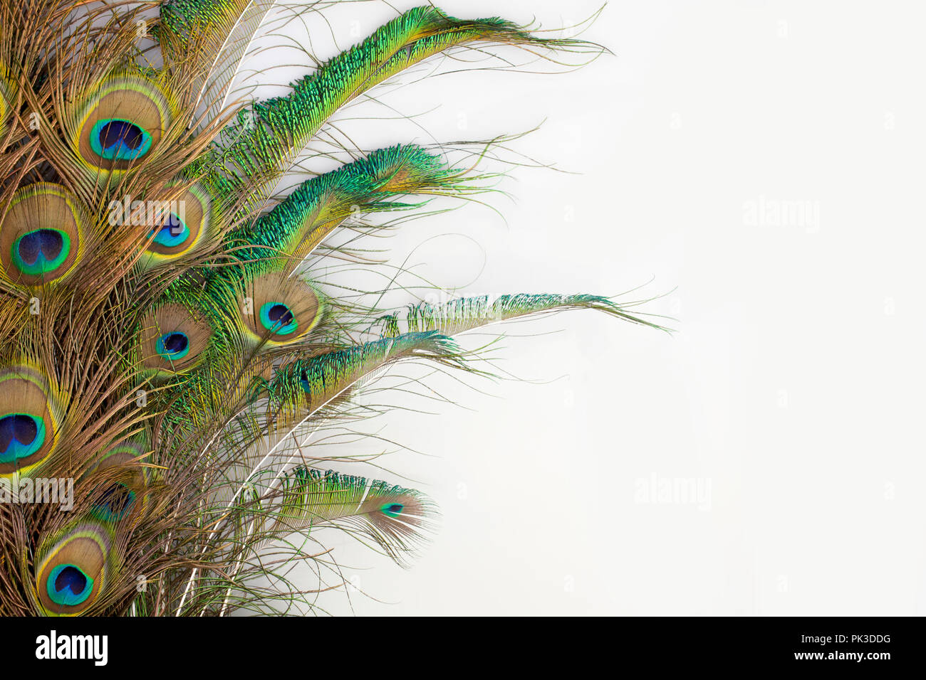Fluffy feather fan hi-res stock photography and images - Alamy
