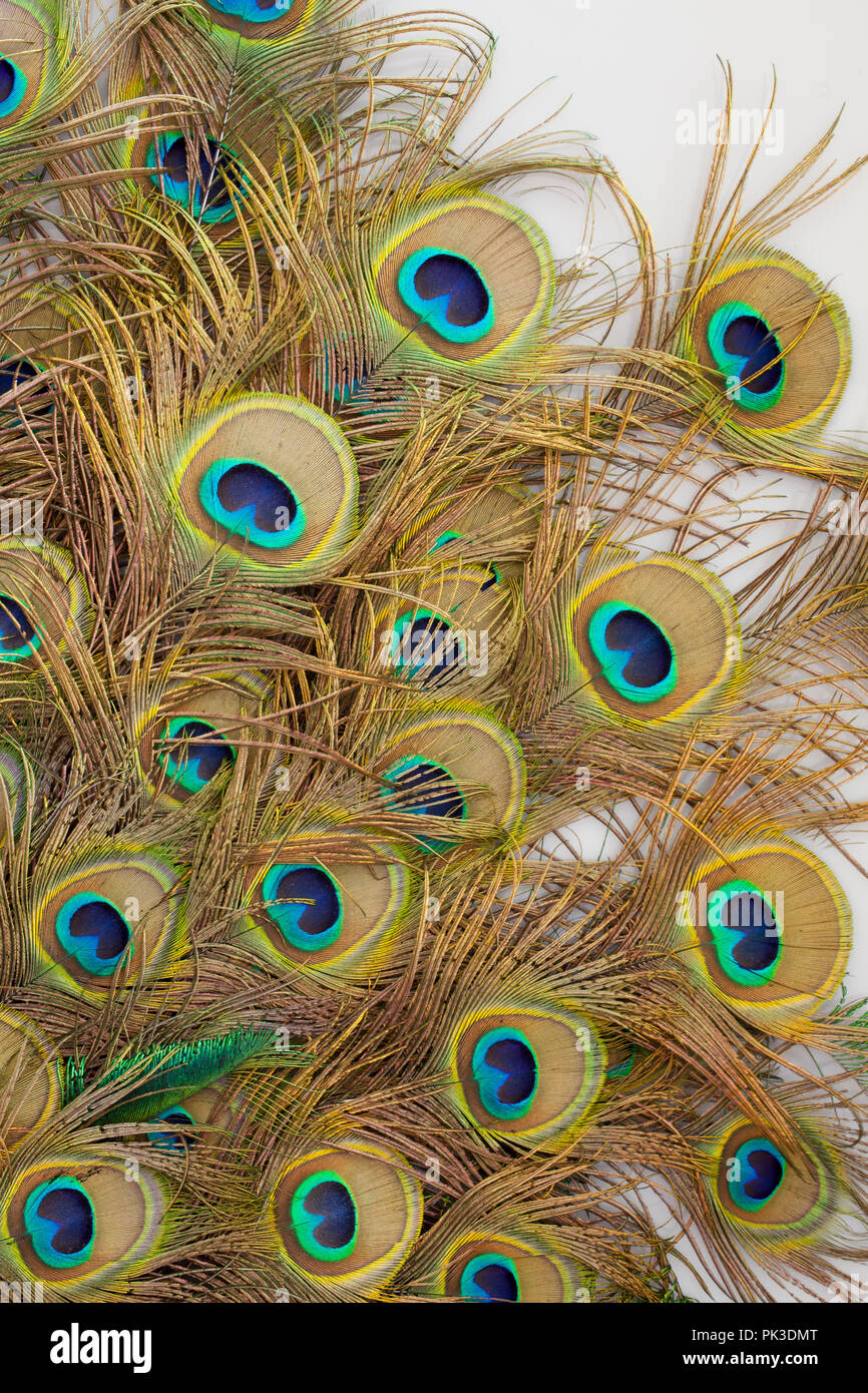 Fluffy feather fan hi-res stock photography and images - Alamy