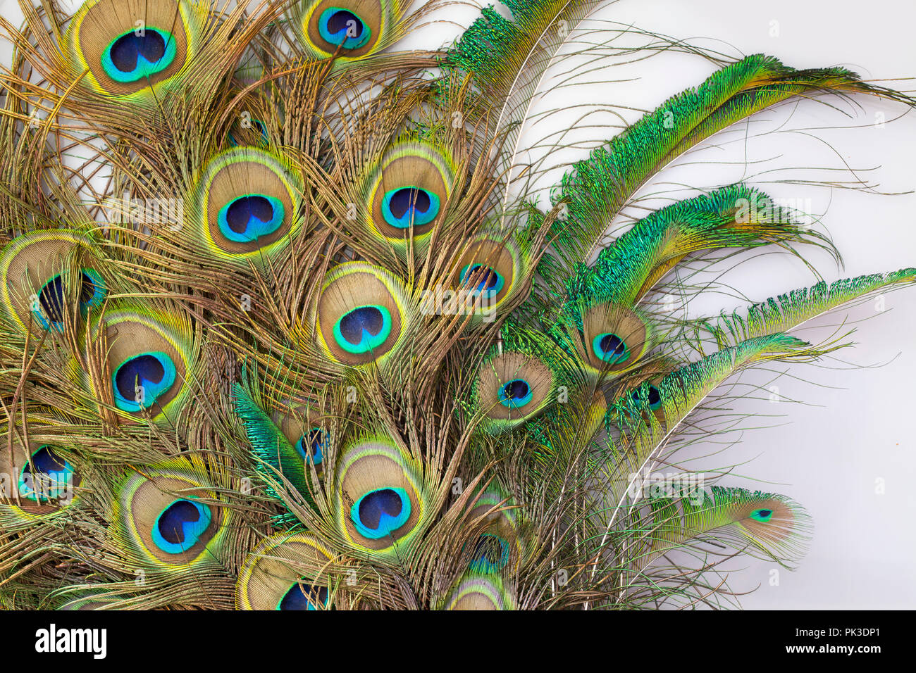 Fluffy feather fan hi-res stock photography and images - Alamy