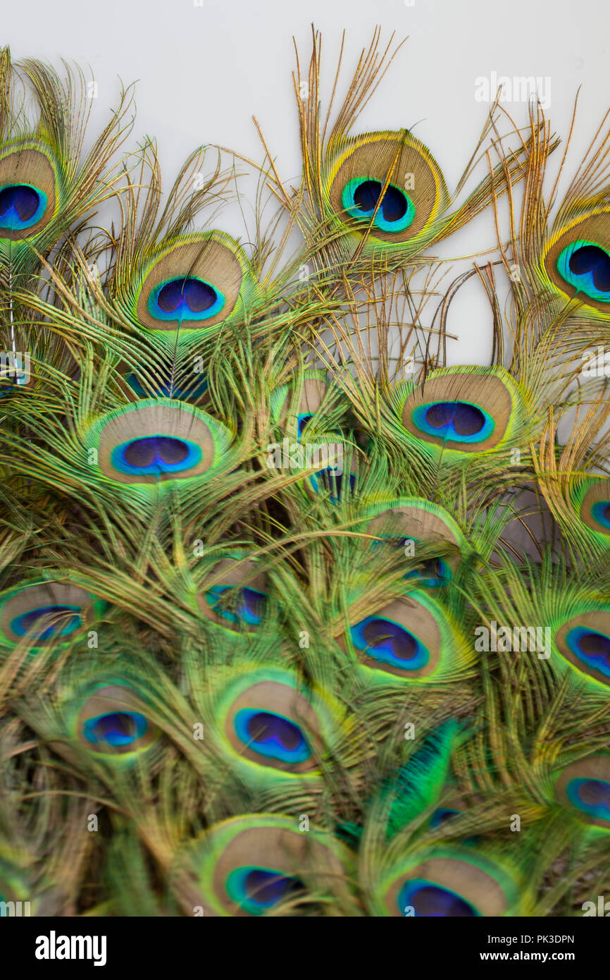 Fluffy feather fan hi-res stock photography and images - Alamy