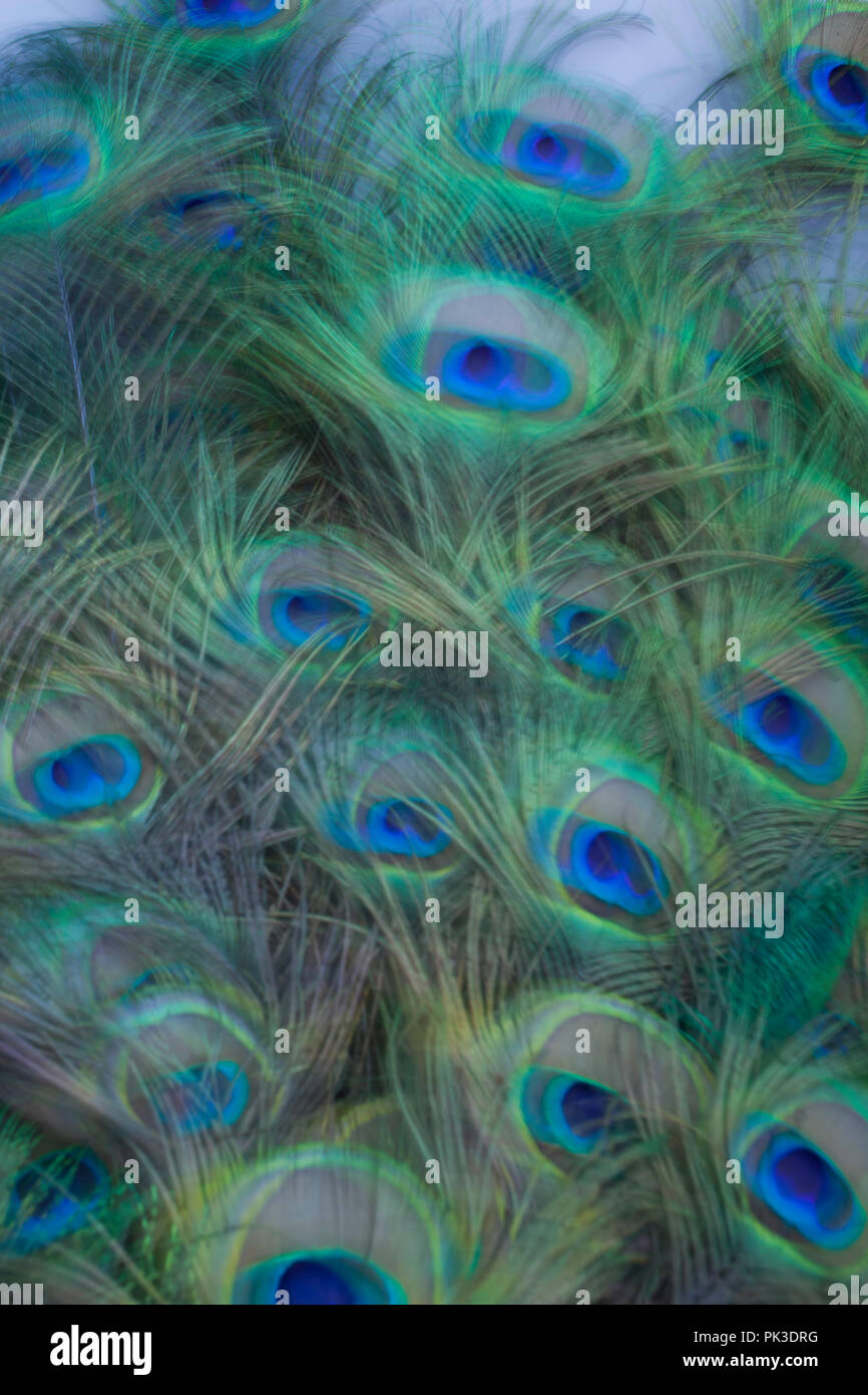 Fluffy feather fan hi-res stock photography and images - Alamy