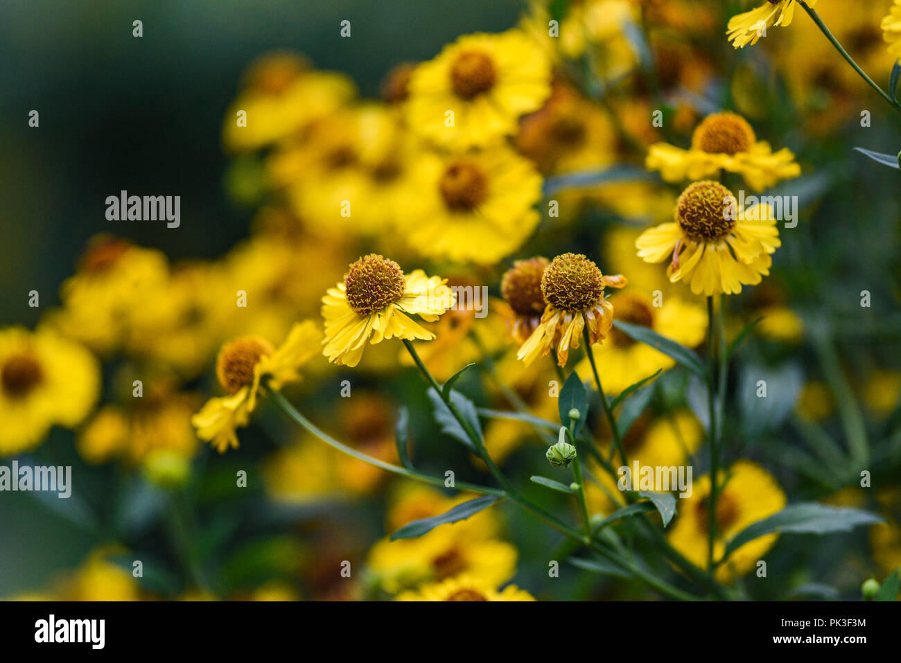 Yellow helenium blooming on hi-res stock photography and images - Alamy