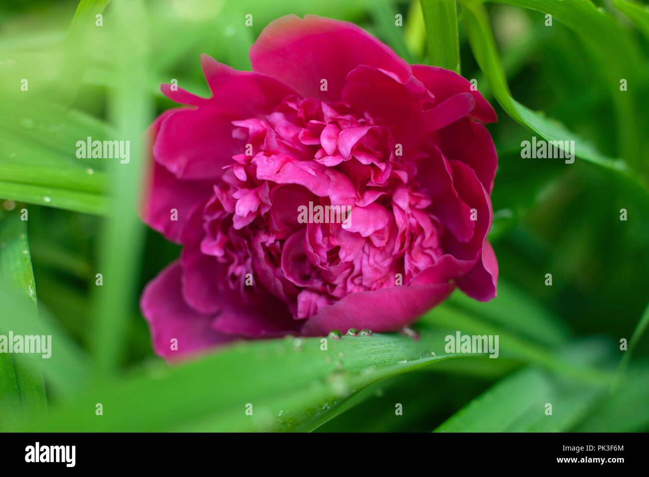 Head of a pink peony flower Sarah Bernhardt. Close up. Natural green ...