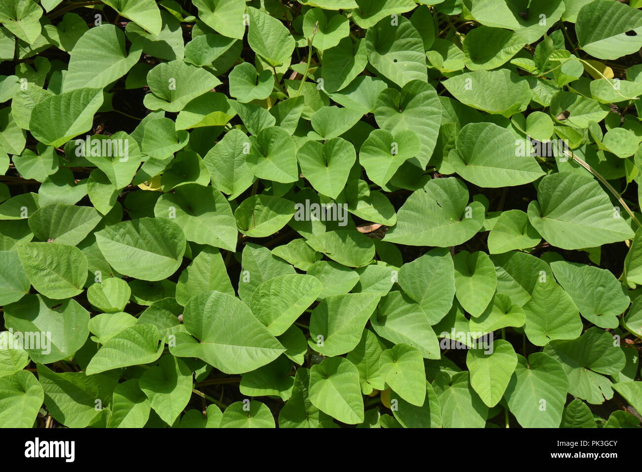Creeper leaves at the AJC Bose Indian Botanic Garden, Howrah, Kolkata ...