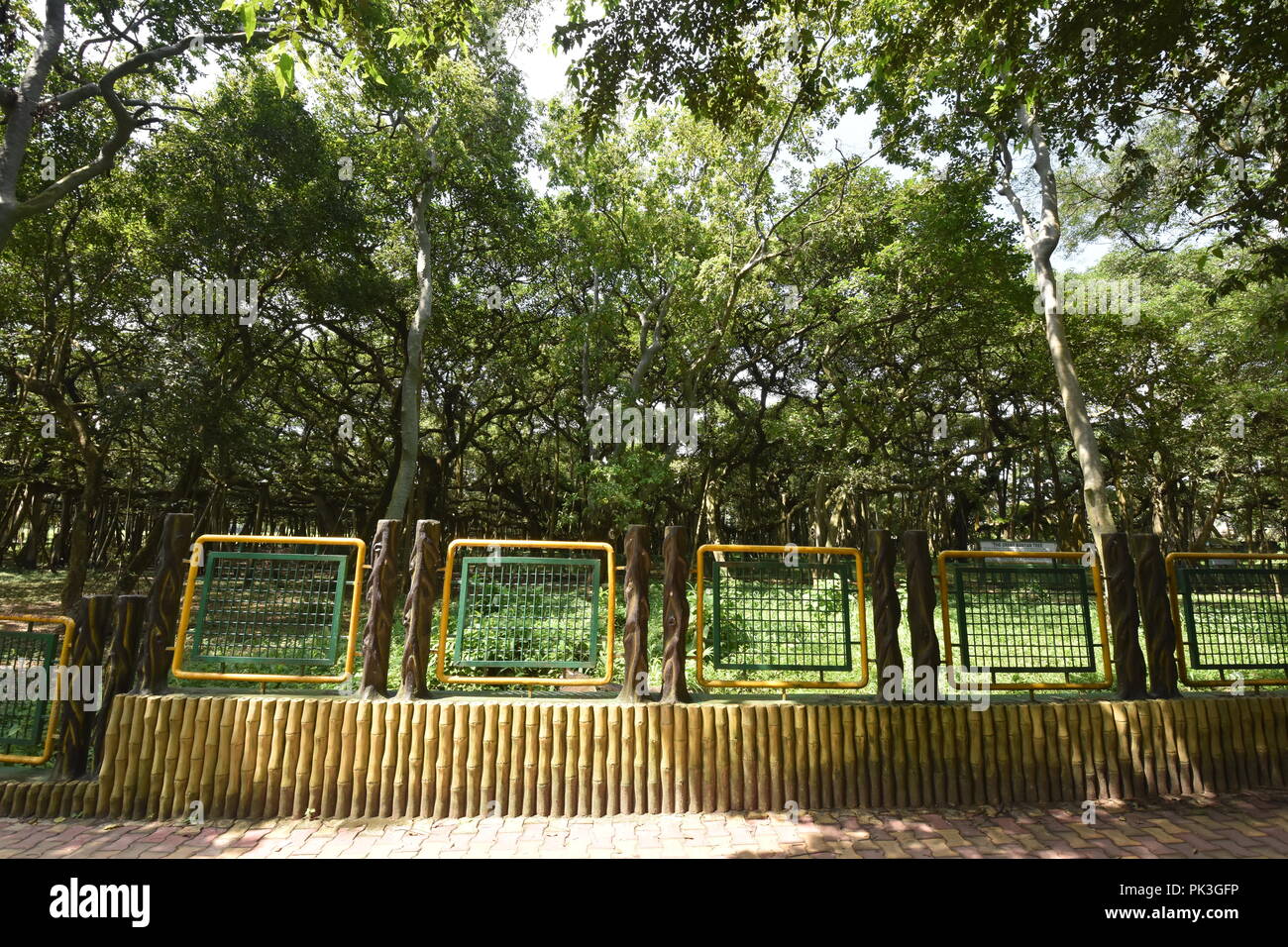 The Great Banyan (Ficus benghalensis) tree at the AJC Bose Indian ...