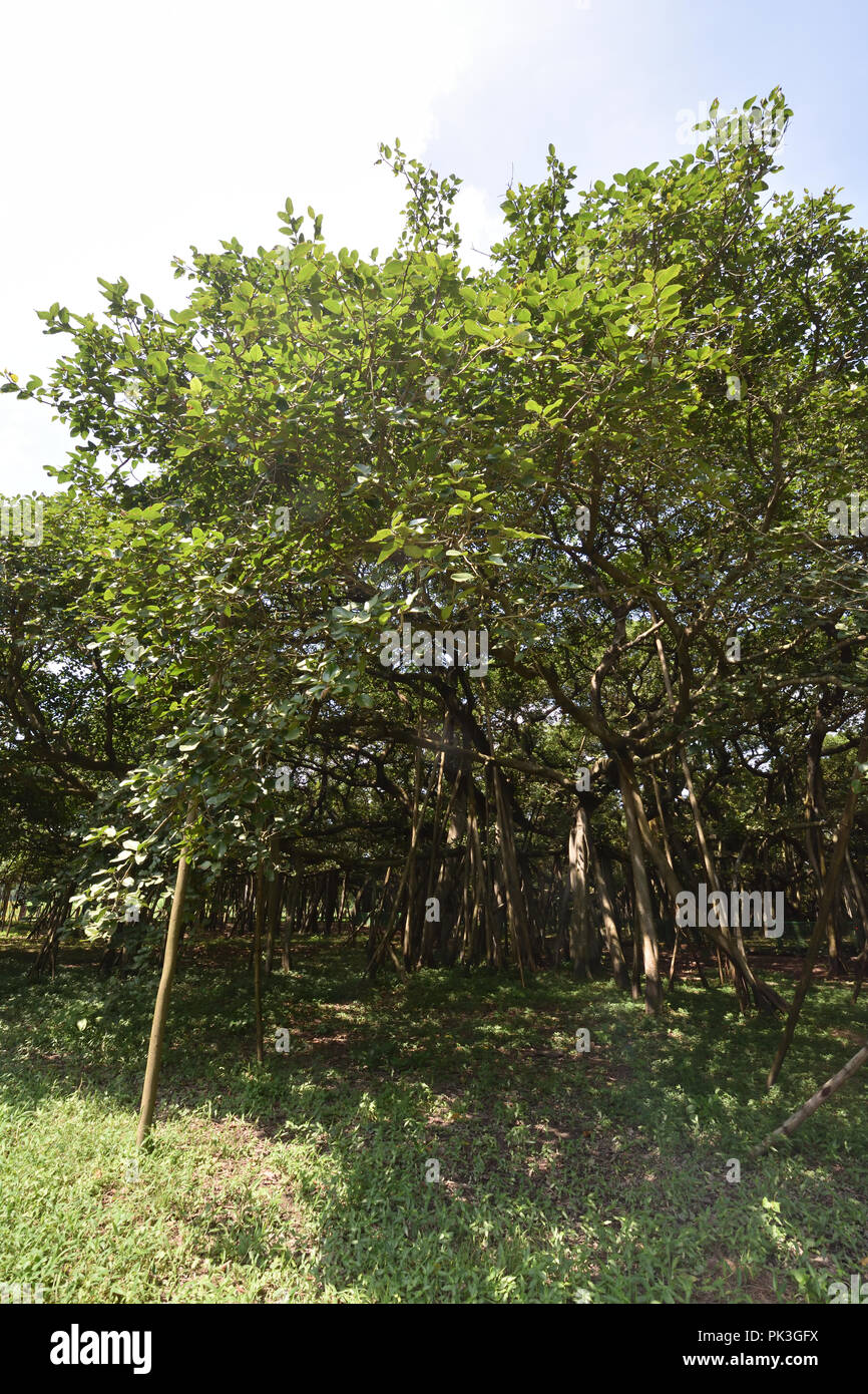 The Great Banyan (Ficus benghalensis) tree at the AJC Bose Indian ...