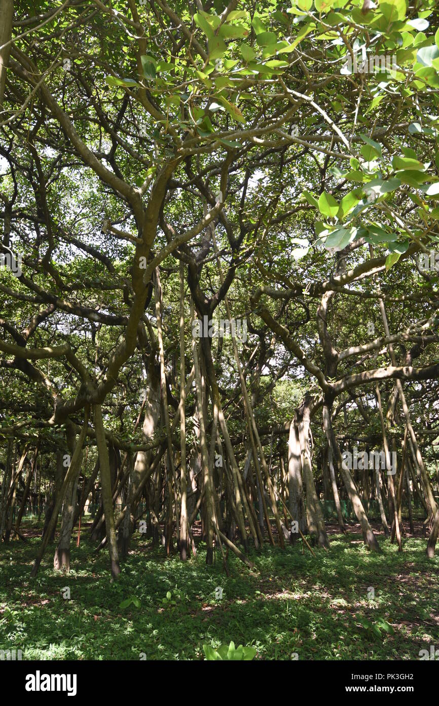 The Great Banyan (Ficus benghalensis) tree at the AJC Bose Indian ...