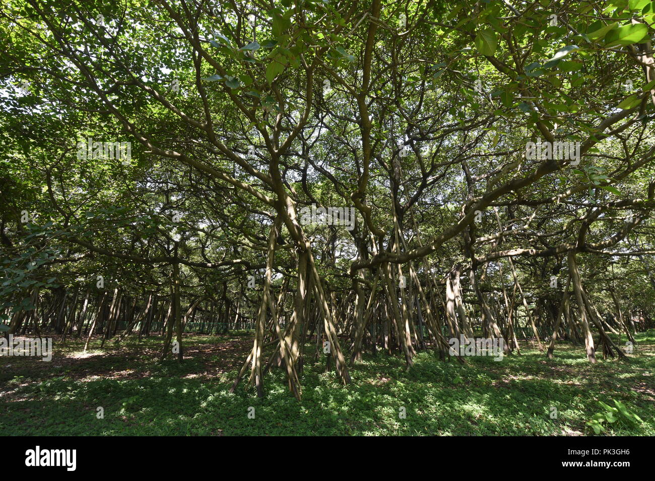 The Great Banyan (Ficus benghalensis) tree at the AJC Bose Indian ...