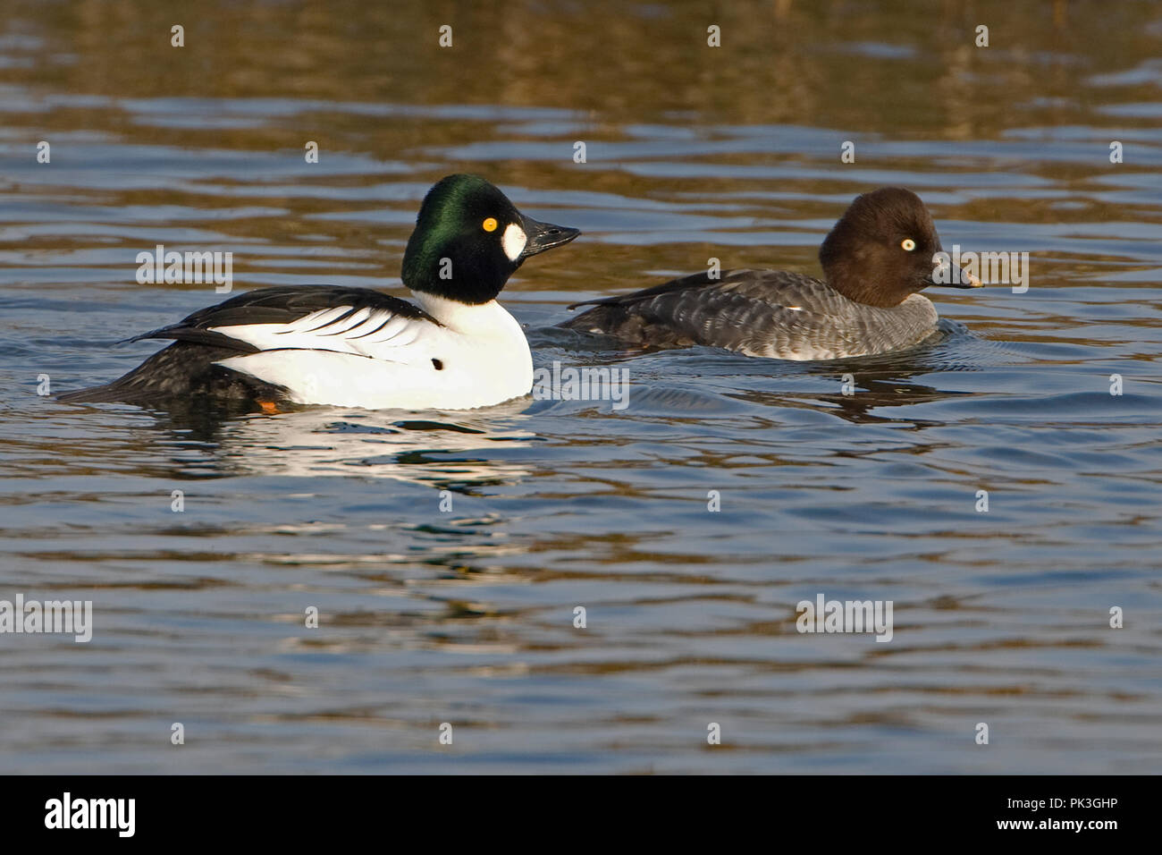 Common Goldeneye (Bucephala clangula Stock Photo - Alamy
