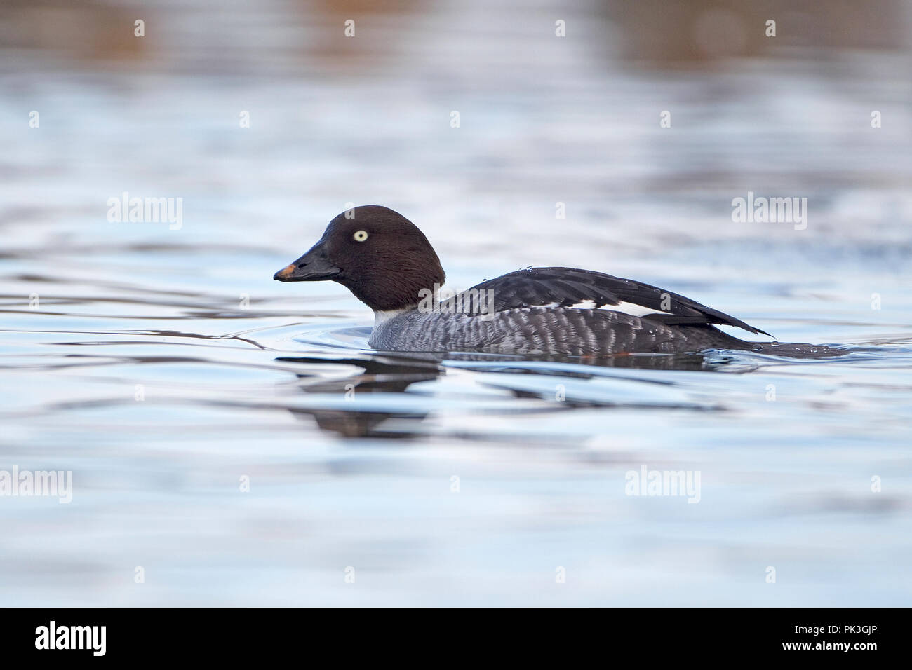 Common Goldeneye (Bucephala clangula Stock Photo - Alamy