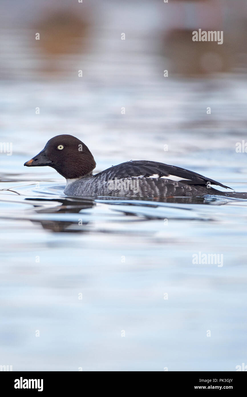 Common Goldeneye (Bucephala clangula Stock Photo - Alamy