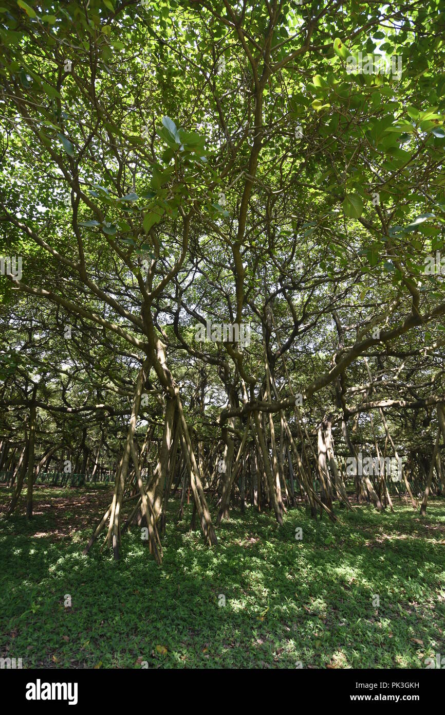 The Great Banyan (Ficus benghalensis) tree at the AJC Bose Indian ...
