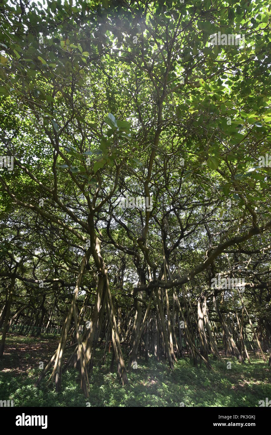 The Great Banyan (Ficus benghalensis) tree at the AJC Bose Indian ...