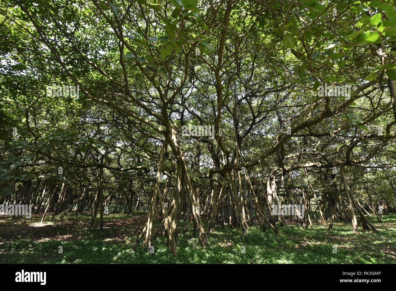 The Great Banyan (Ficus benghalensis) tree at the AJC Bose Indian ...
