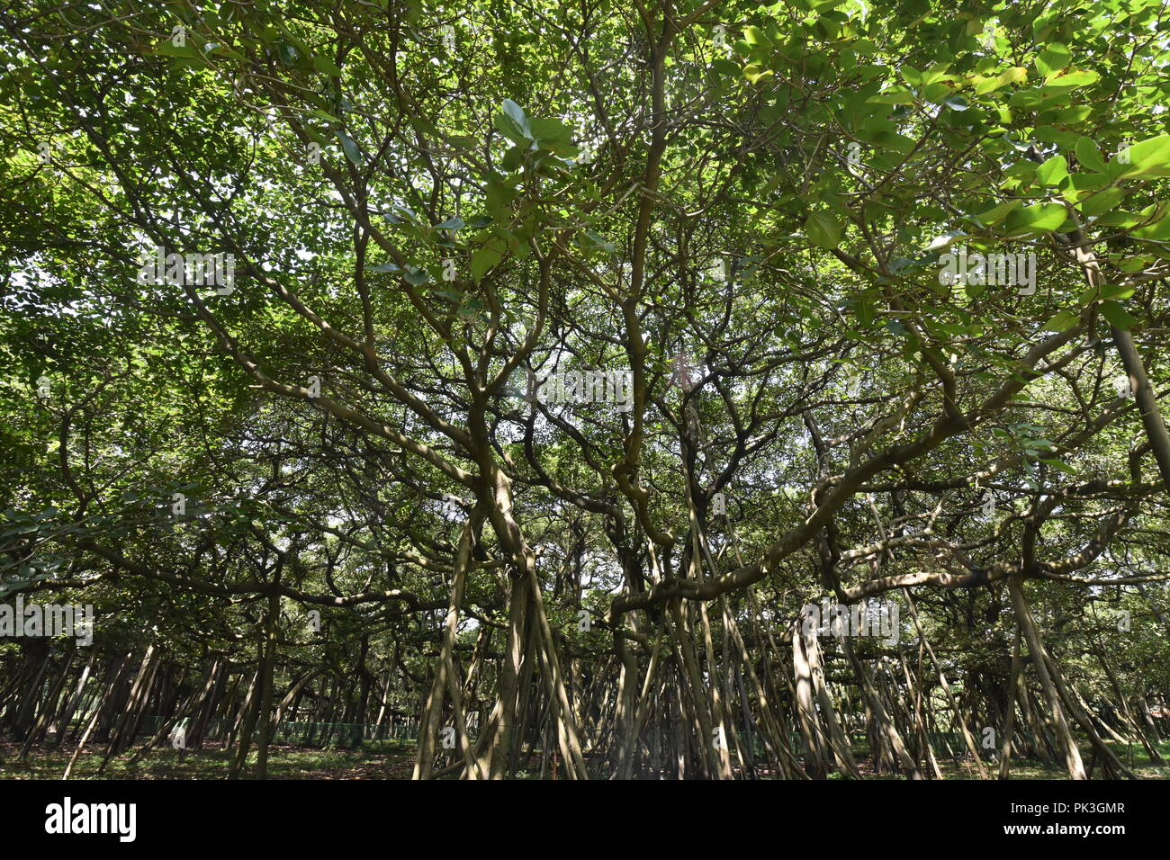 The Great Banyan (Ficus benghalensis) tree at the AJC Bose Indian ...