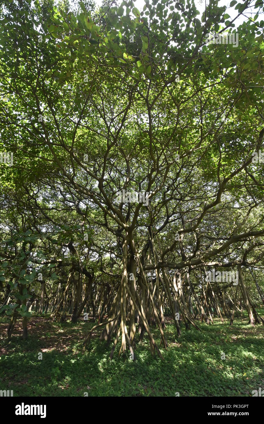 The Great Banyan (Ficus benghalensis) tree at the AJC Bose Indian ...