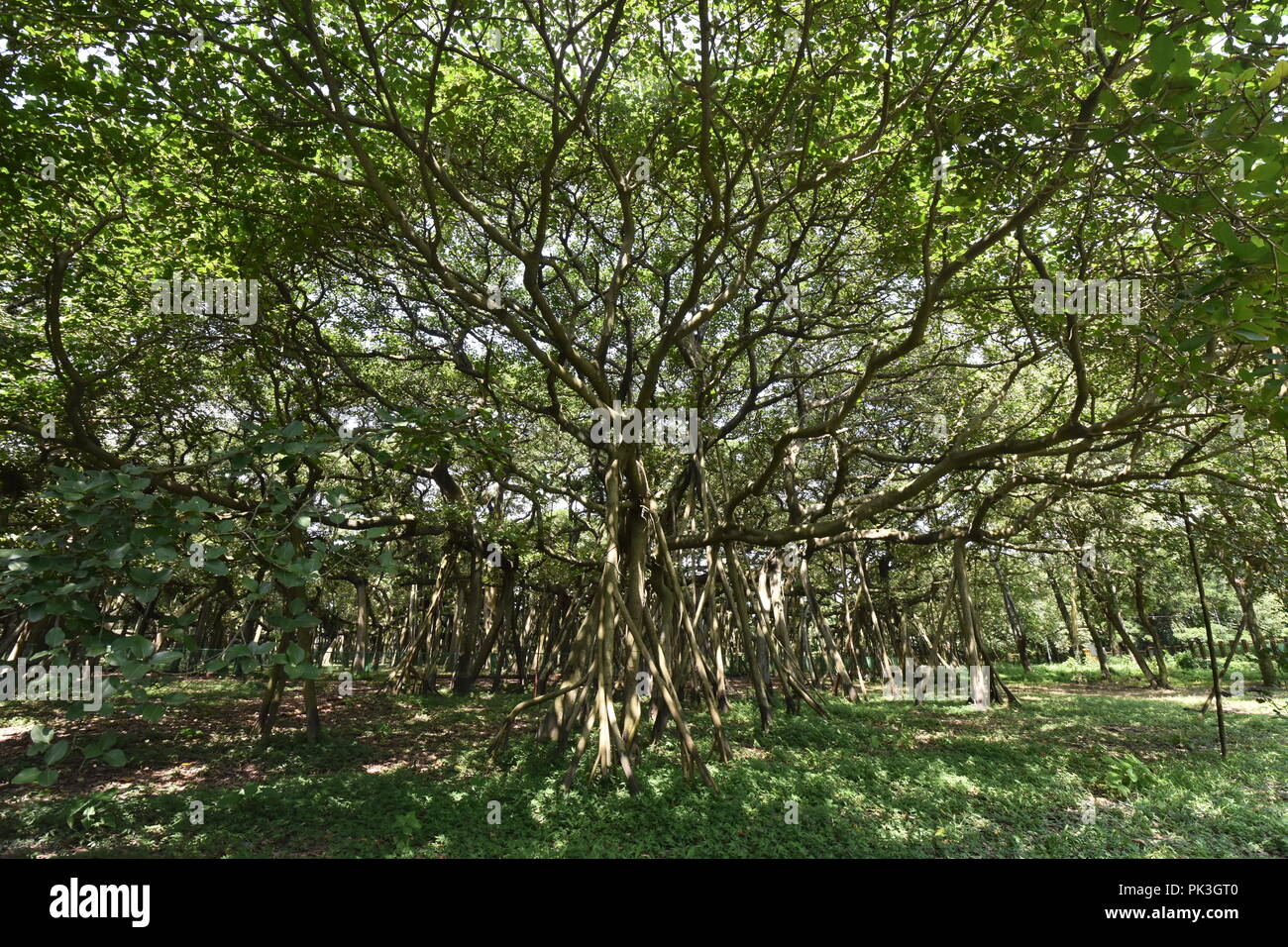 The Great Banyan (Ficus benghalensis) tree at the AJC Bose Indian ...