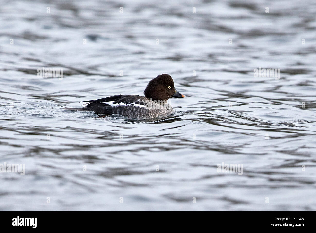 Common Goldeneye (Bucephala clangula Stock Photo - Alamy