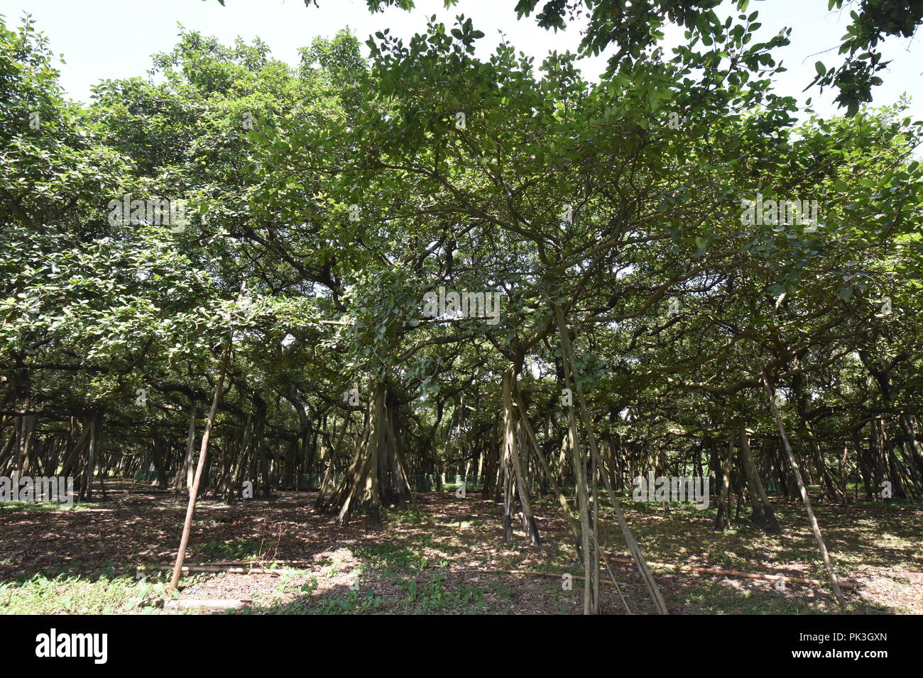 The Great Banyan (Ficus benghalensis) tree at the AJC Bose Indian ...