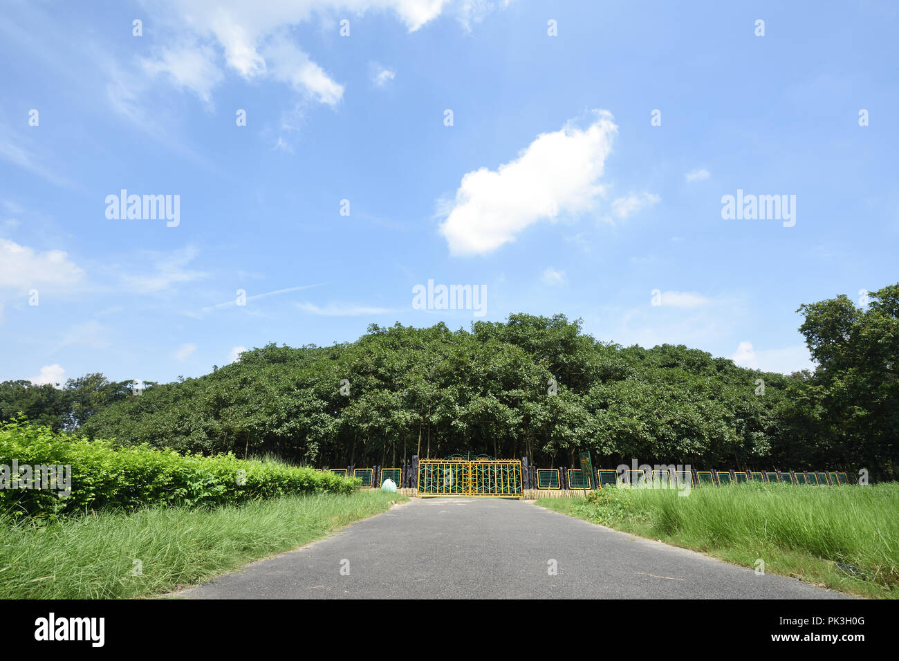 The Great Banyan (Ficus benghalensis) tree at the AJC Bose Indian ...