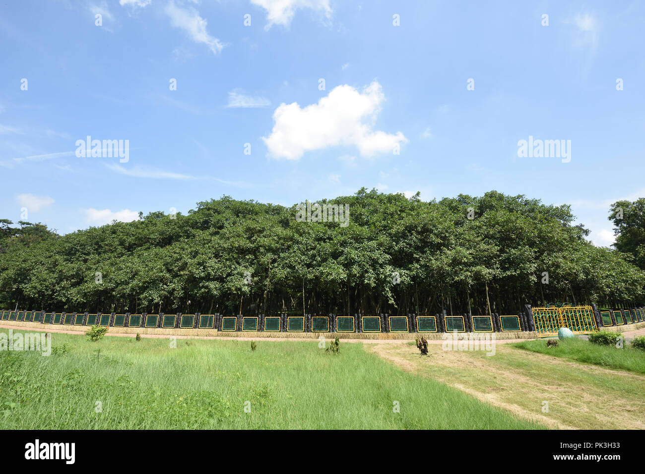 The Great Banyan (Ficus benghalensis) tree at the AJC Bose Indian ...