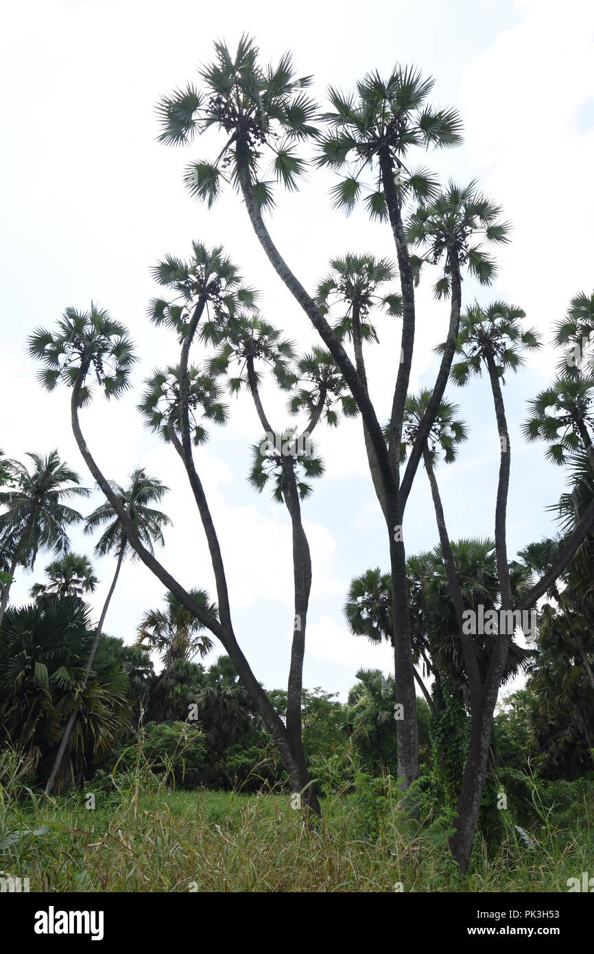 Doum palm tree hyphaene thebaica hi-res stock photography and images ...