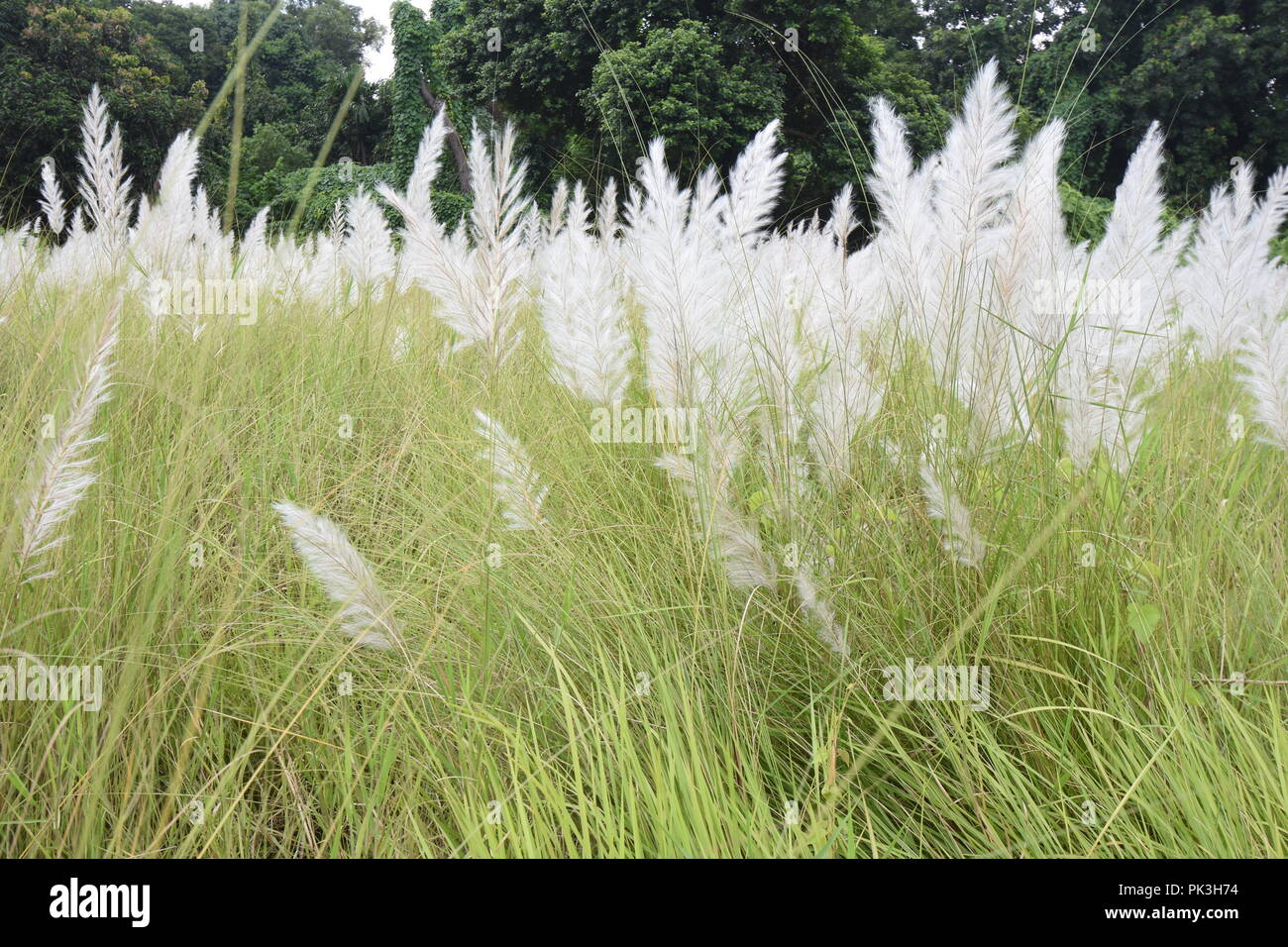 Kans grass (Saccharum spontaneum) at the AJC Bose Indian Botanic Garden ...