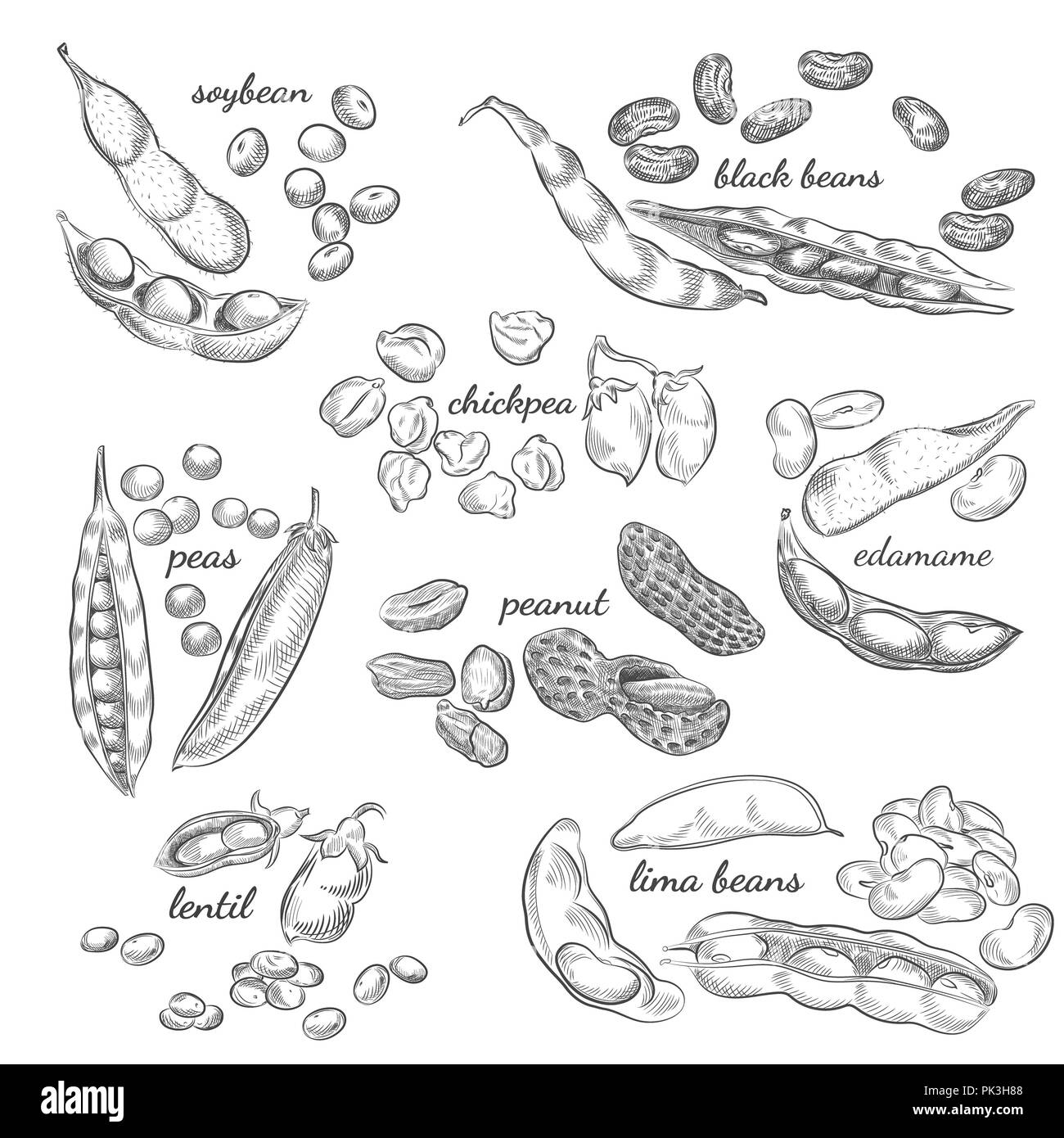 Vintage haricot beans illustration hi-res stock photography and images ...