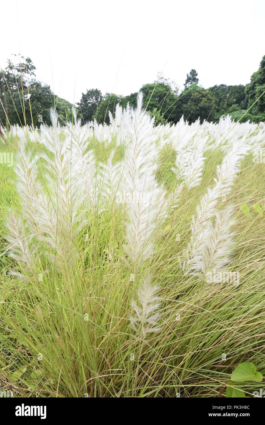 Kans grass (Saccharum spontaneum) at the AJC Bose Indian Botanic Garden ...