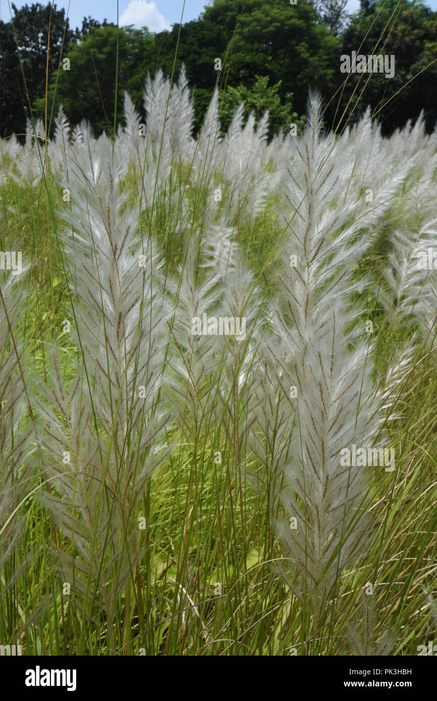 Kans grass (Saccharum spontaneum) at the AJC Bose Indian Botanic Garden ...