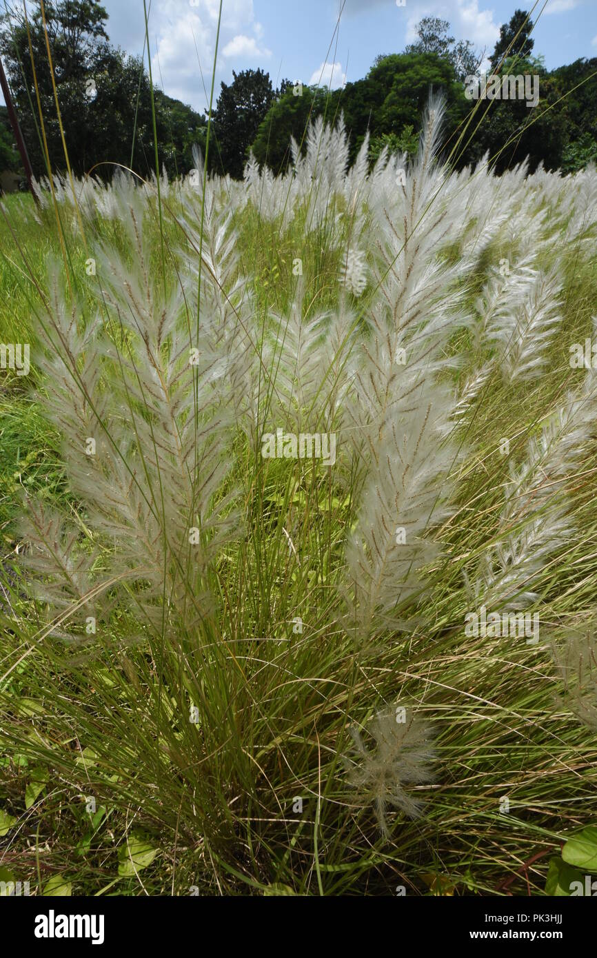 Kans grass (Saccharum spontaneum) at the AJC Bose Indian Botanic Garden ...