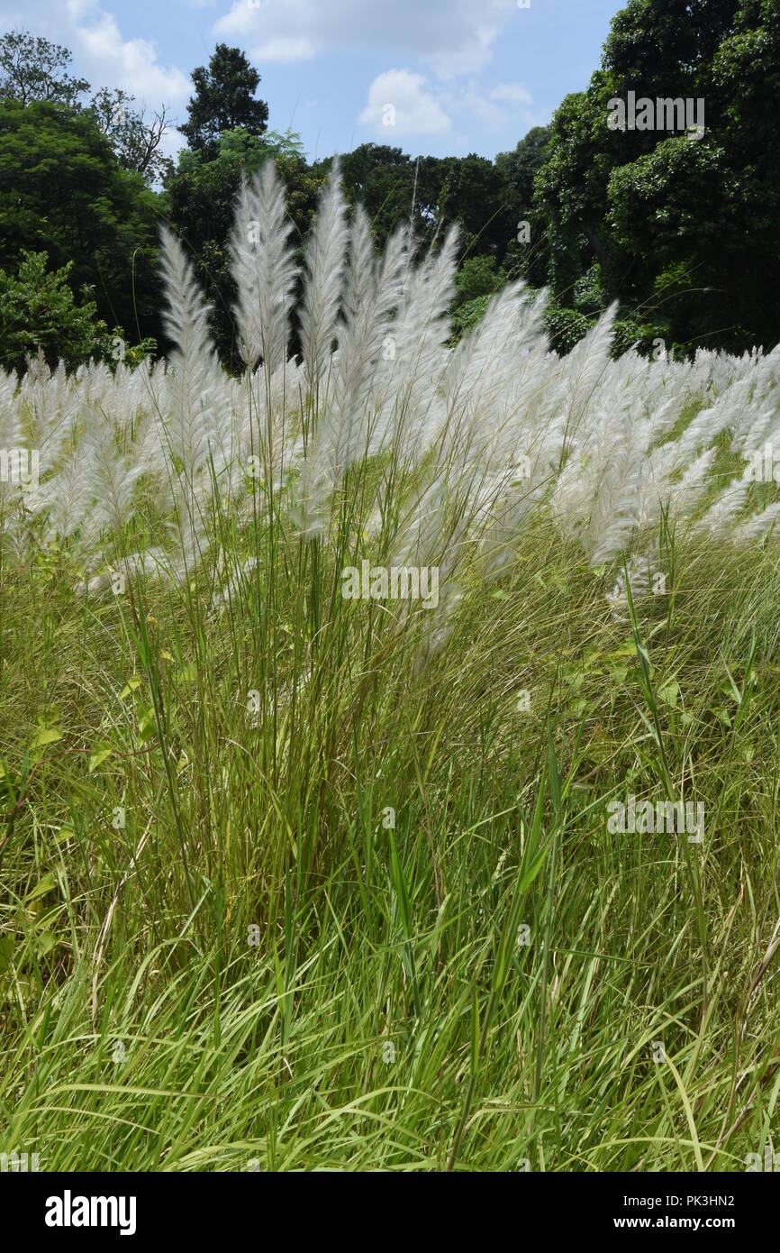 Kans grass (Saccharum spontaneum) at the AJC Bose Indian Botanic Garden ...