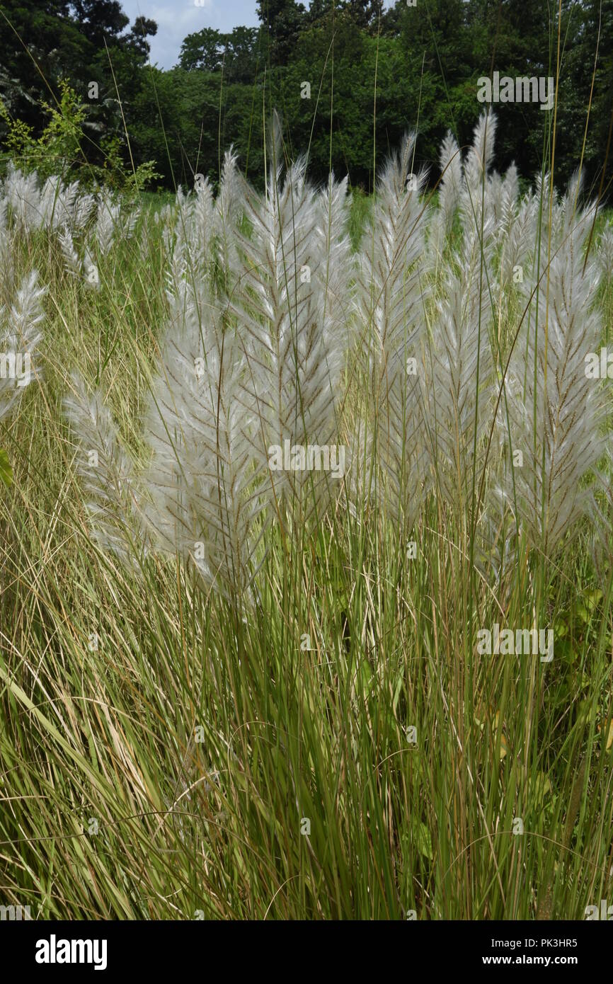 Kans grass (Saccharum spontaneum) at the AJC Bose Indian Botanic Garden ...