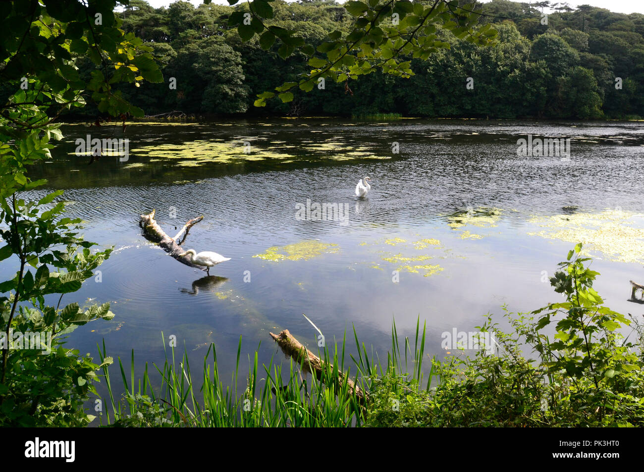Stackpole Estate, Pembrokeshire, Wales, UK Stock Photo - Alamy