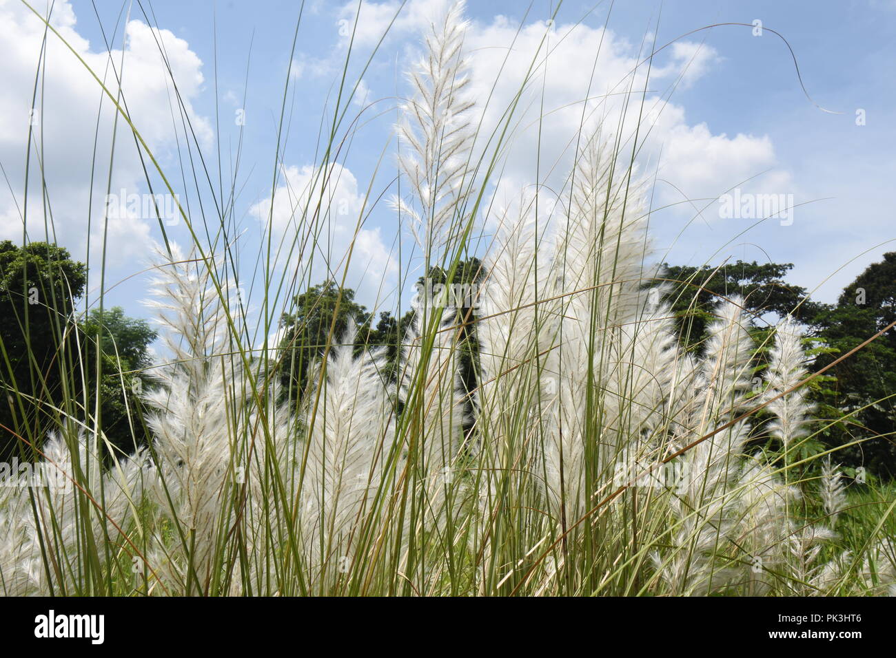 Kans grass (Saccharum spontaneum) at the AJC Bose Indian Botanic Garden ...