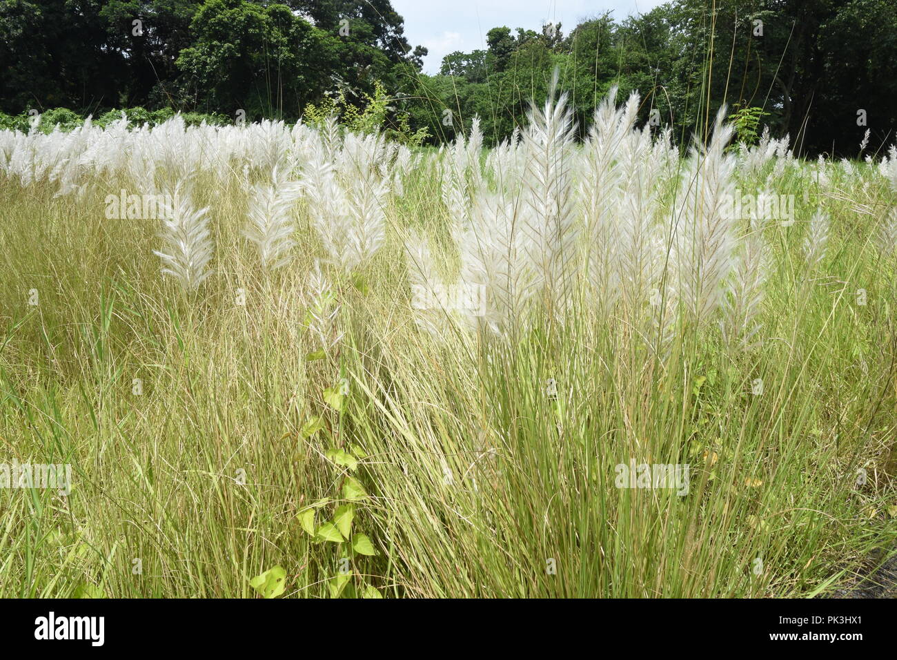 Kans grass (Saccharum spontaneum) at the AJC Bose Indian Botanic Garden ...