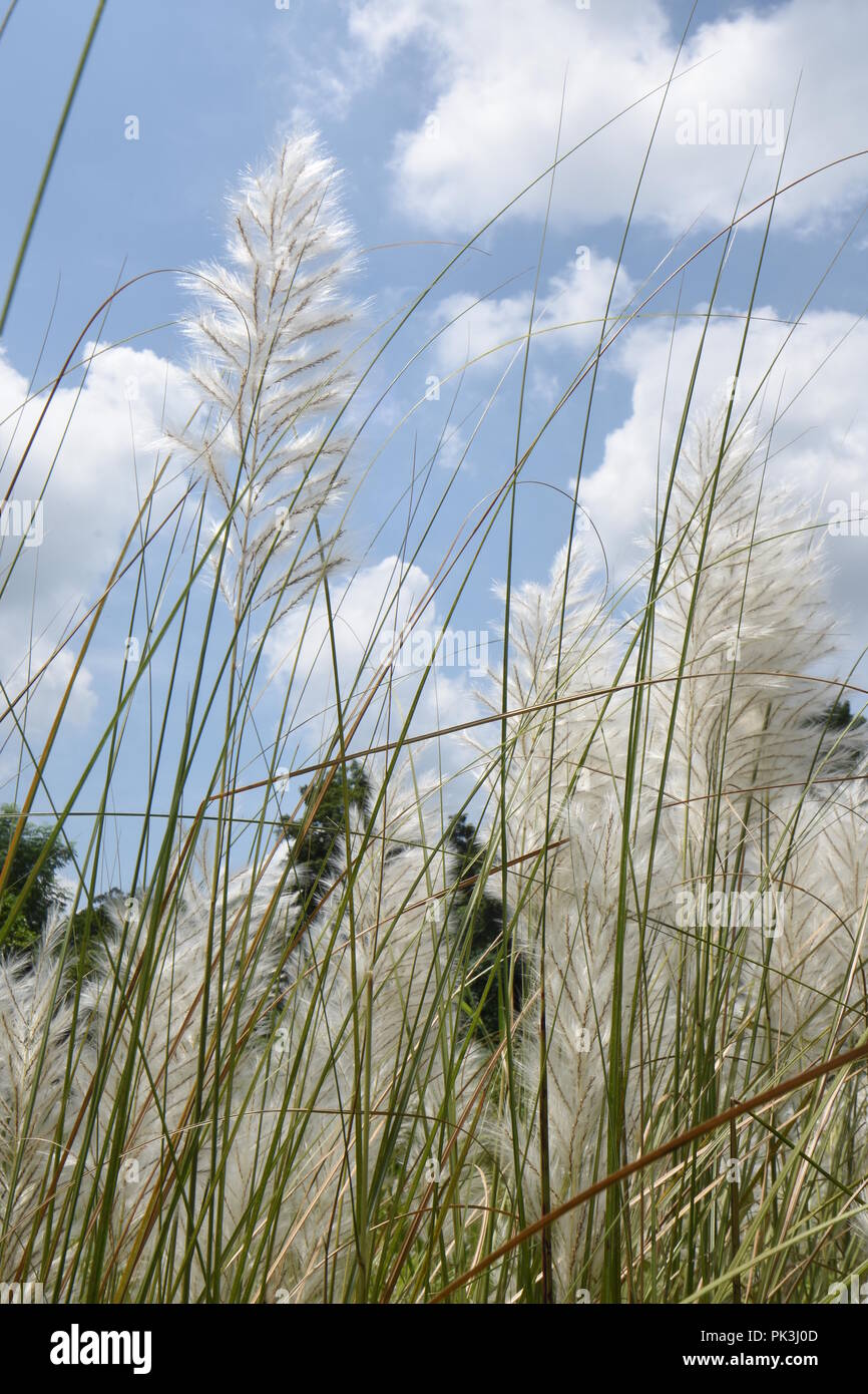 Kans grass (Saccharum spontaneum) at the AJC Bose Indian Botanic Garden ...