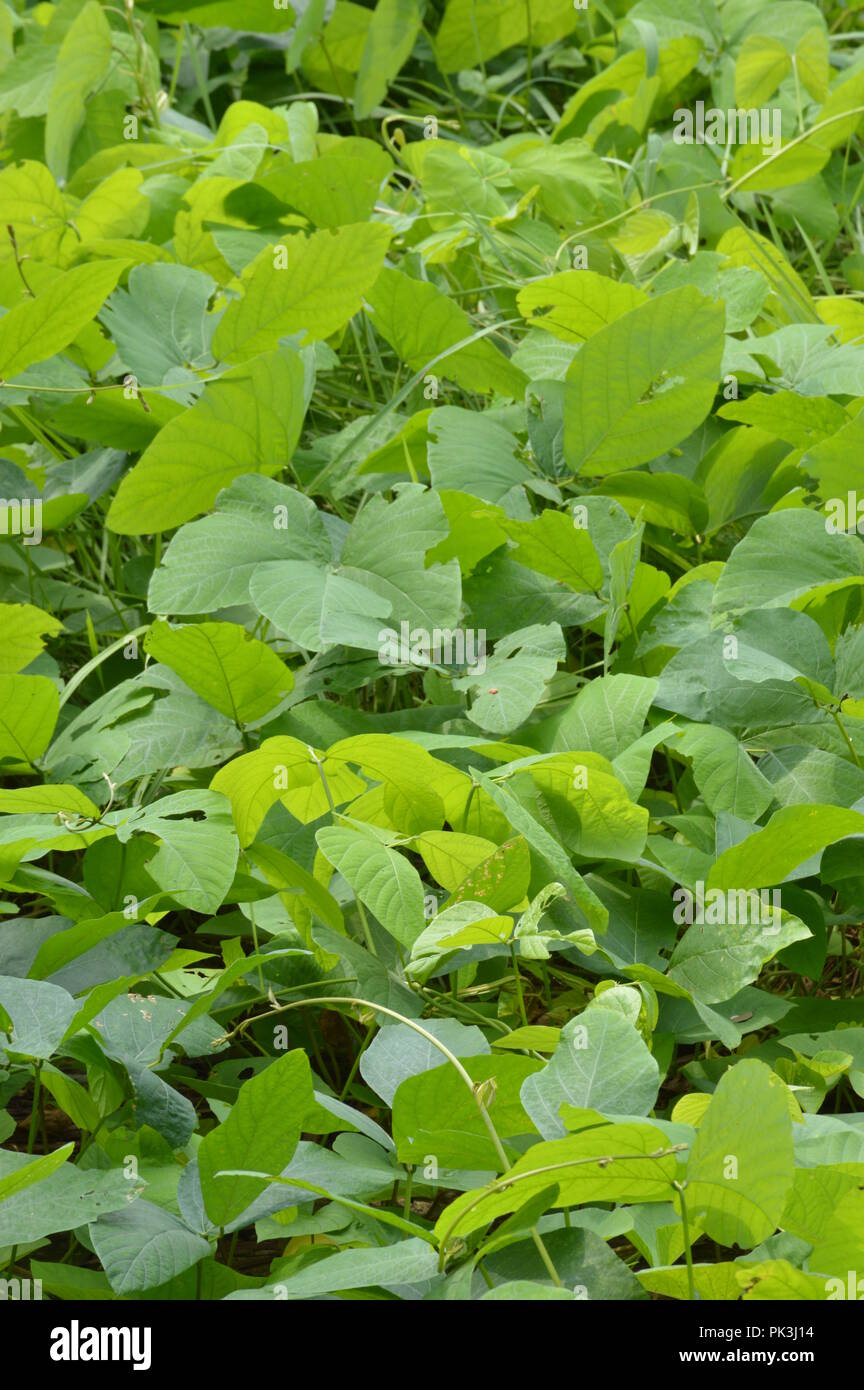 Creeper leaves at the AJC Bose Indian Botanic Garden, Howrah, Kolkata ...