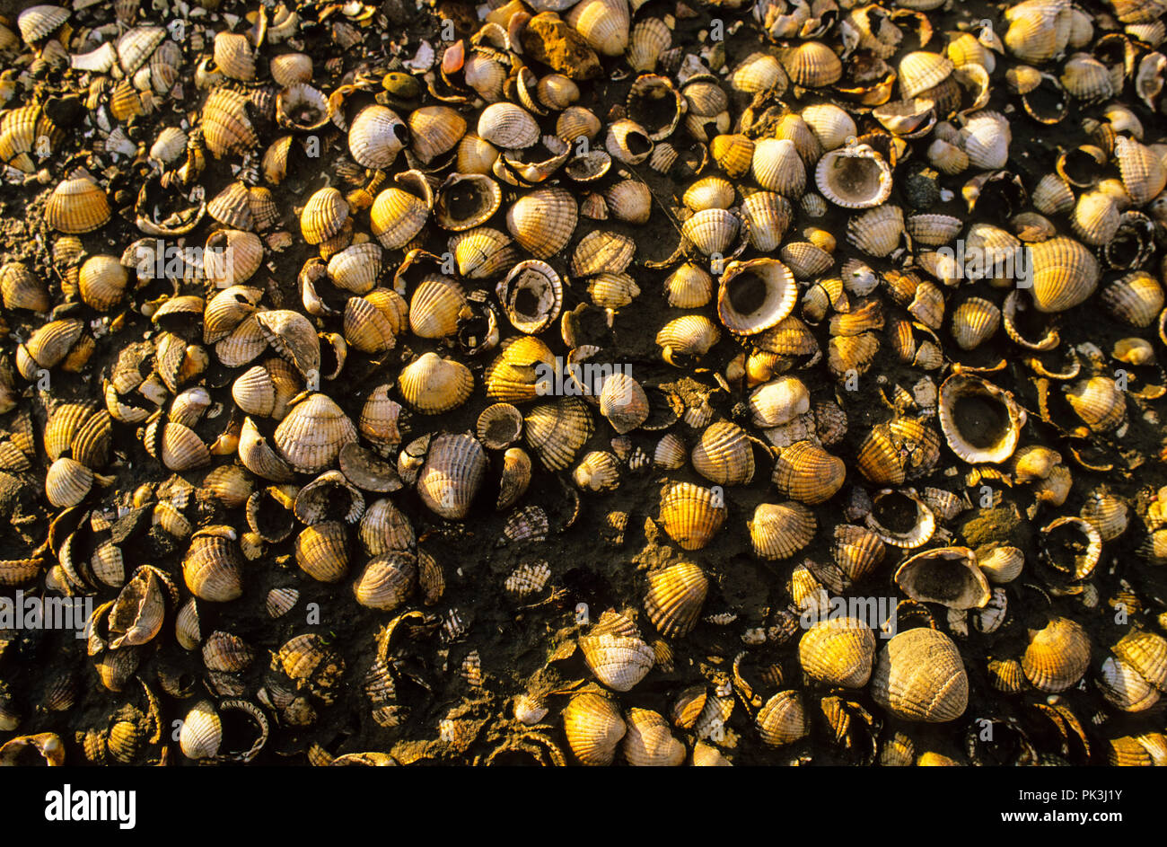 Sea Shells on Coastline, nr Moyston Docks, River Dee Estury, Clwyd ...