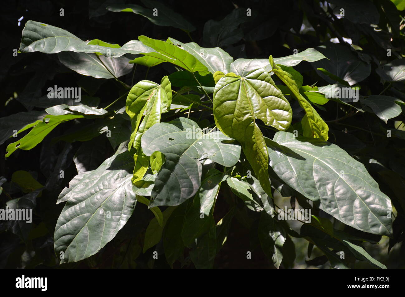 Mad tree or Buddha's coconut tree (Pterygota alata var irregularis) at ...