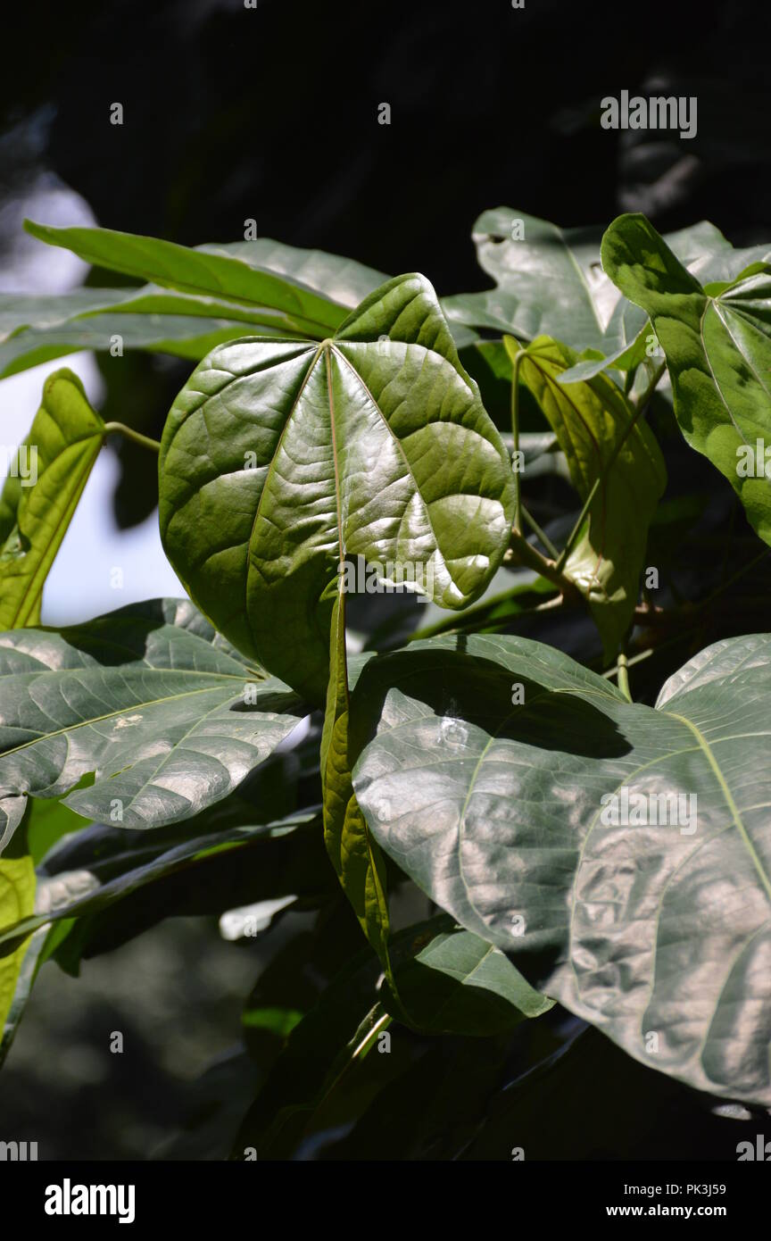 Pterygota hi-res stock photography and images - Alamy