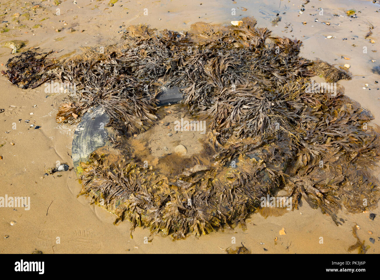 Old tyre seaweed hi-res stock photography and images - Alamy
