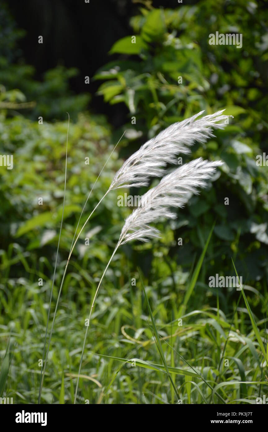 Kans grass (Saccharum spontaneum) at the AJC Bose Indian Botanic Garden ...