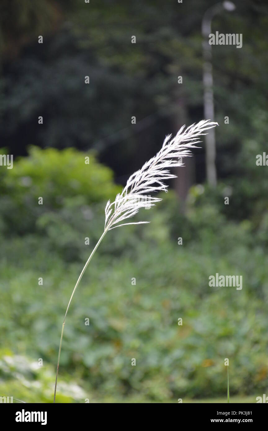 Kans grass (Saccharum spontaneum) at the AJC Bose Indian Botanic Garden ...