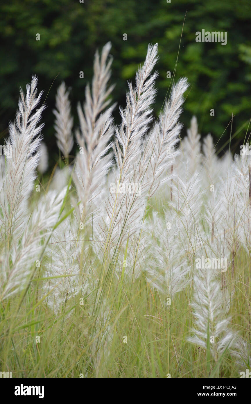 Kans grass (Saccharum spontaneum) at the AJC Bose Indian Botanic Garden ...