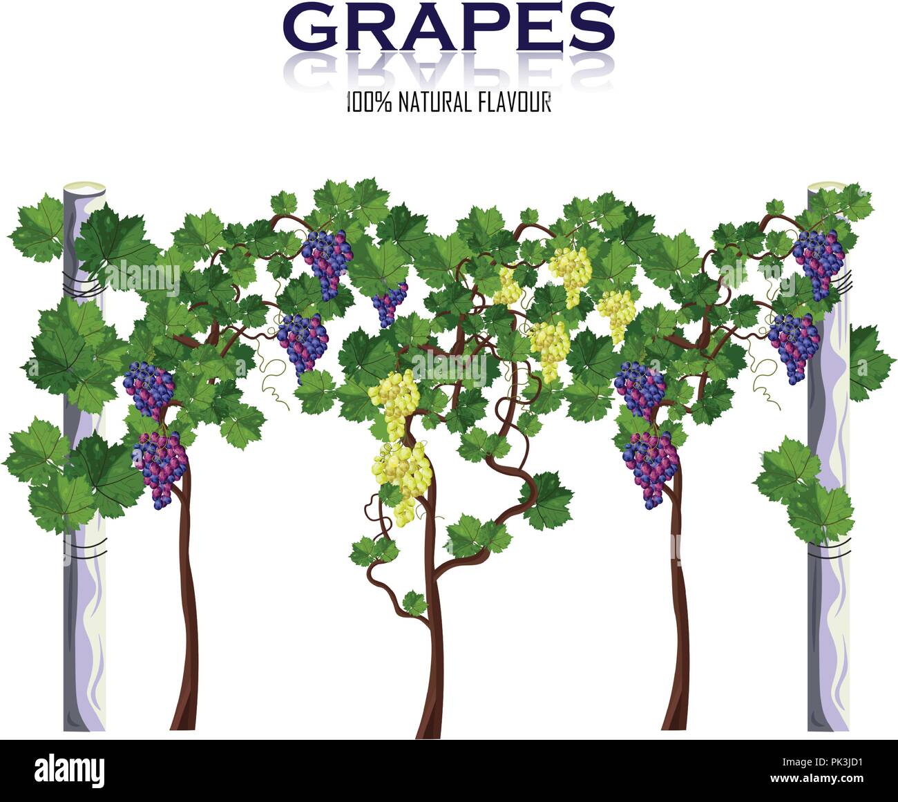 Grapes vine isolated on white Vector. Growing harvest Stock Vector ...