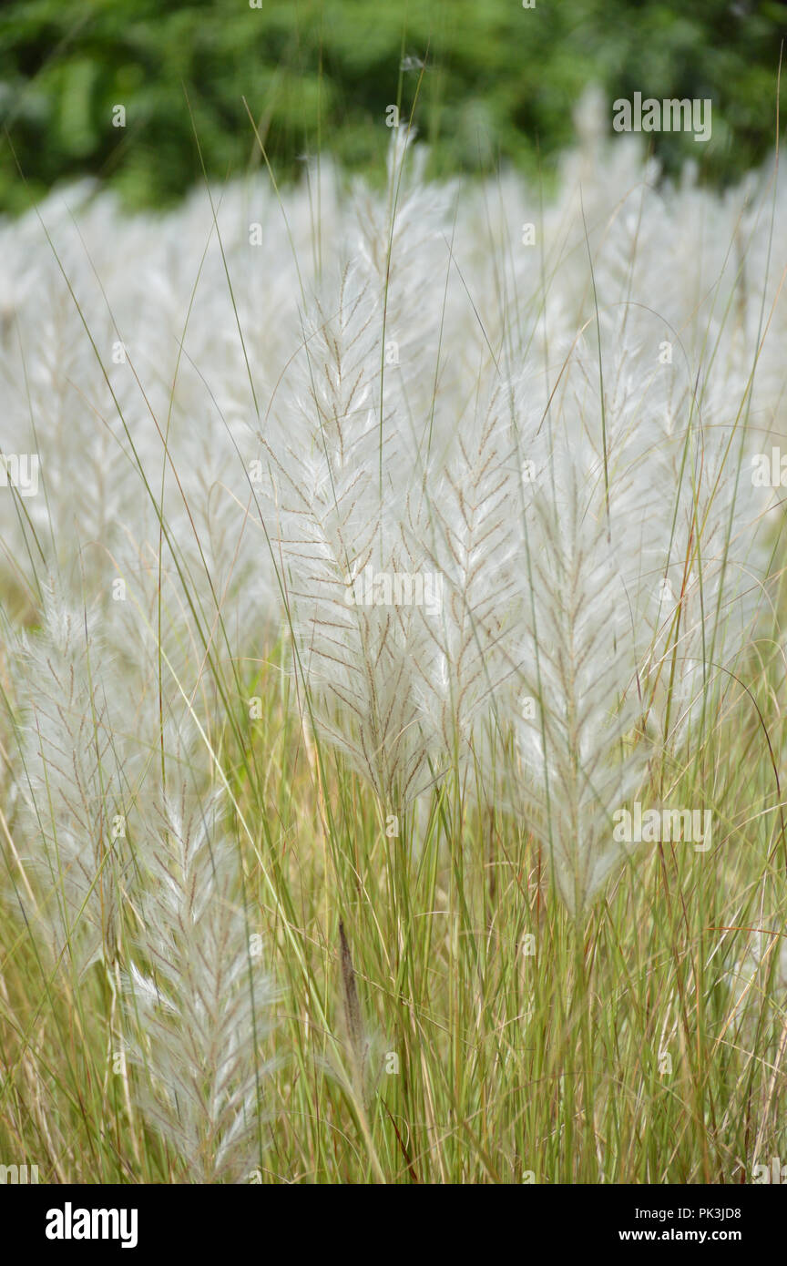 Kans grass (Saccharum spontaneum) at the AJC Bose Indian Botanic Garden ...